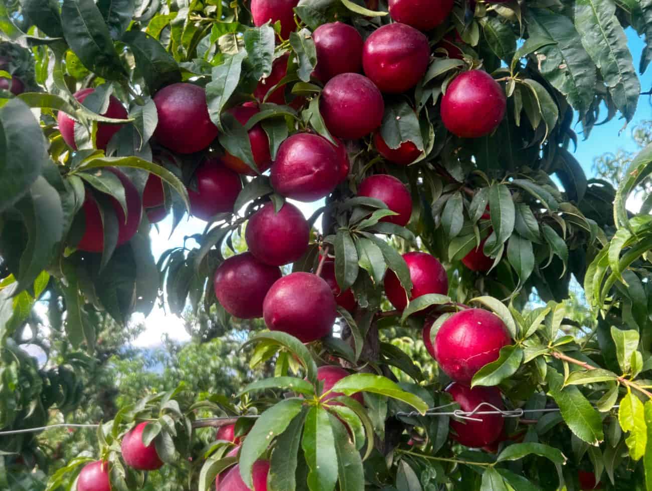 Honey Treat | Yellow-Fleshed Nectarines | Zaiger SA