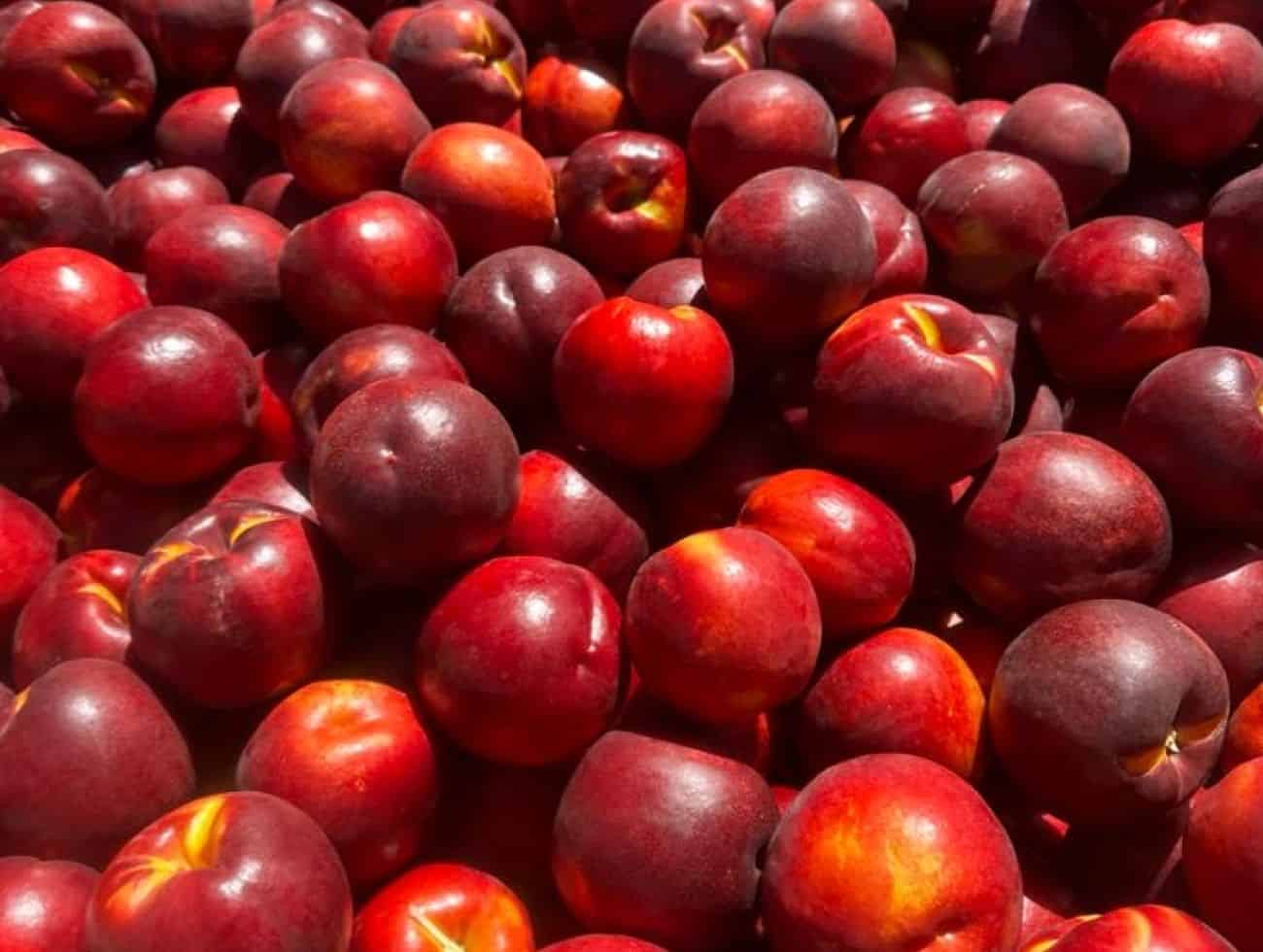 Honey Treat | Yellow-Fleshed Nectarines | Zaiger SA