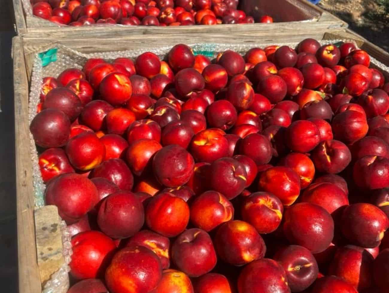 Honey Treat | Yellow-Fleshed Nectarines | Zaiger SA