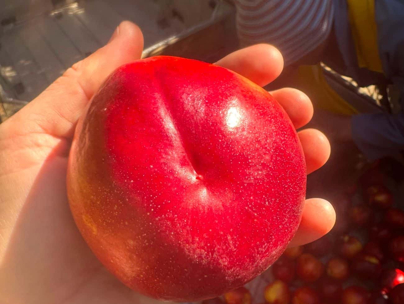 Honey Treat | Yellow-Fleshed Nectarines | Zaiger SA