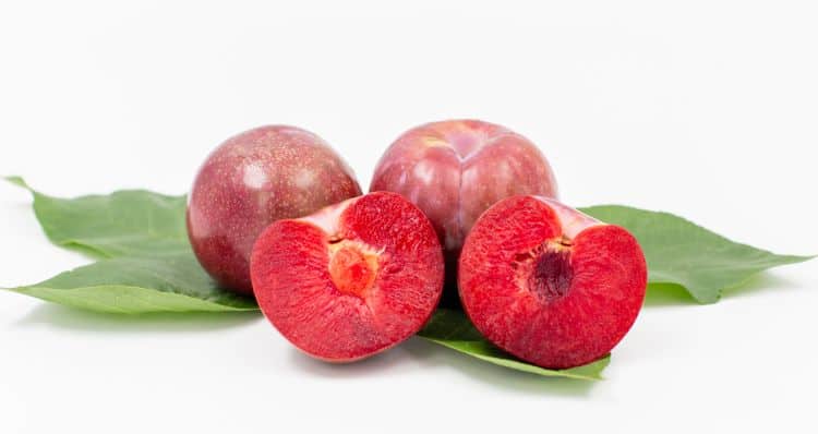 Interspecific Plums | Our Fruit | Zaiger SA